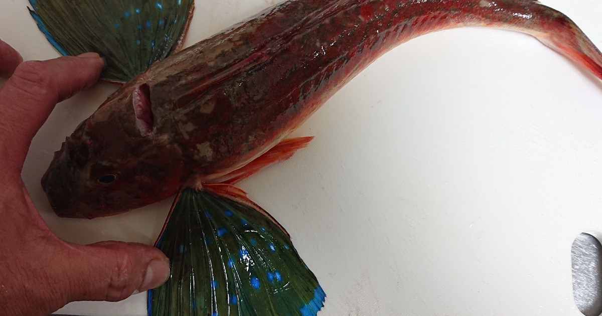 Bluefin searobin・・・・ - 暮らしニスタ
